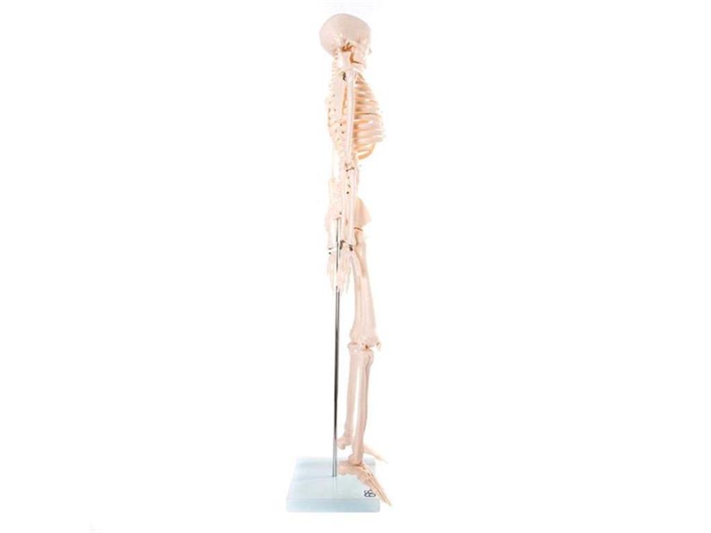 Menselijk Skelet Anatomiemodel 85cm Kopen | Verpleegmiddelen en ...