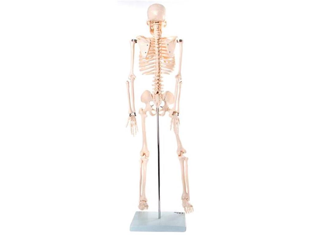 Menselijk Skelet Anatomiemodel 85cm Kopen | Verpleegmiddelen en ...