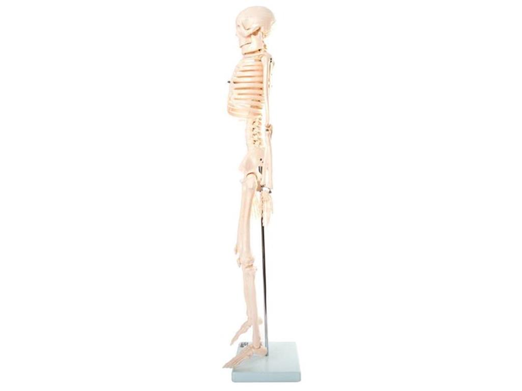 Menselijk Skelet Anatomiemodel 85cm Kopen | Verpleegmiddelen en ...