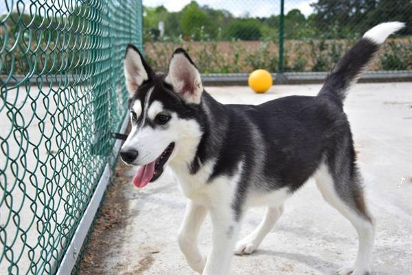 Husky Pups Kopen | Poolhonden, Keeshonden en Oertypen