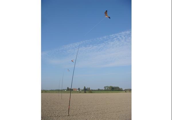 Didakites Vogelvlieger Valk/Havik Kopen | Overige Sport en Fitness