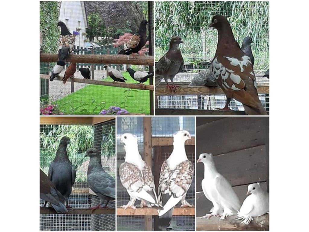 Diverse Soorten Sier Duiven en Tropische Duiven. Kopen | Duiven