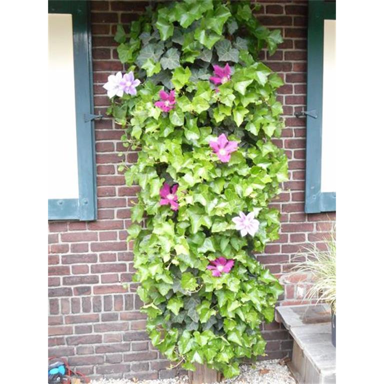 Klimplanten Tegen de Schutting Tuinscherm Muur Kopen | Hekken en ...