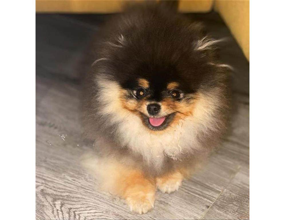 Pomeranian Pups Kopen | Poolhonden, Keeshonden en Oertypen