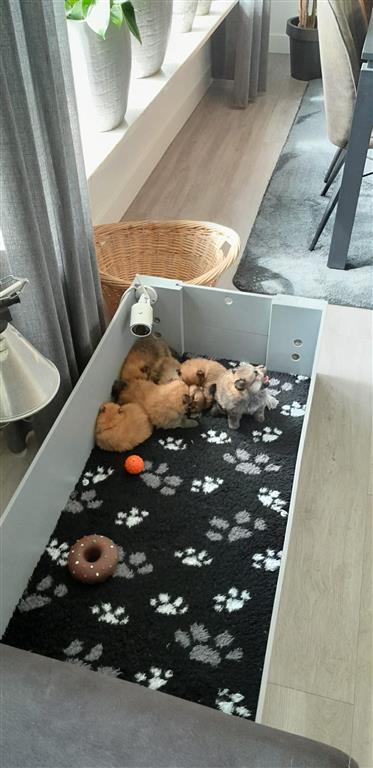 Pomeriaan Bearfase Kopen | Poolhonden, Keeshonden en Oertypen