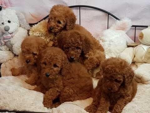 Toy Poedel Pups Kopen | Jack Russells en Terriërs