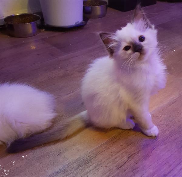 Ragdoll Kittens, Raszuiver, Blauwe Ogen. Kopen | Raskatten | Langhaar