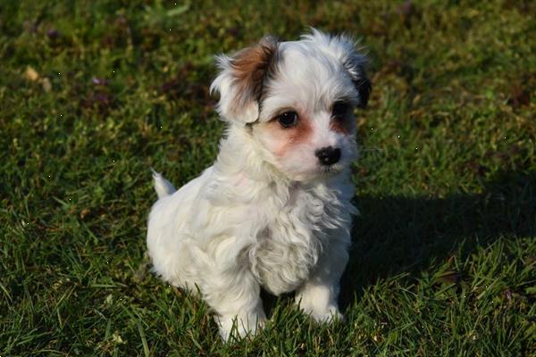 Boomer Pups Kopen | Chihuahua's en Gezelschapshonden