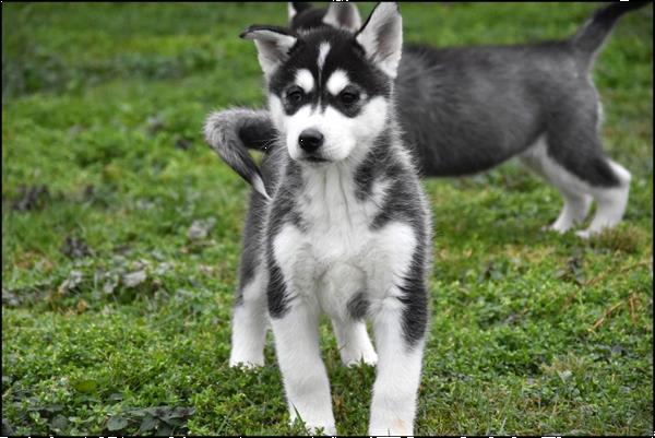 Husky Pups Kopen | Poolhonden, Keeshonden en Oertypen