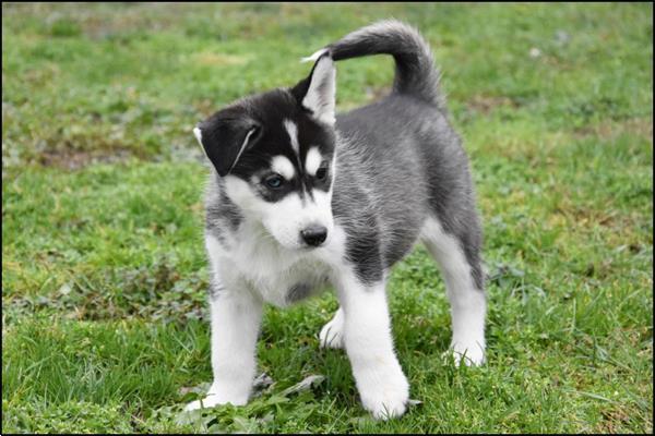 Husky Pups Kopen | Poolhonden, Keeshonden en Oertypen