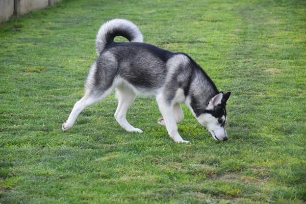 Husky Pups Kopen | Poolhonden, Keeshonden en Oertypen