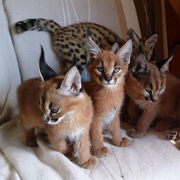 Savannah en Caracat Kittens te Koop Kopen | Raskatten | Korthaar