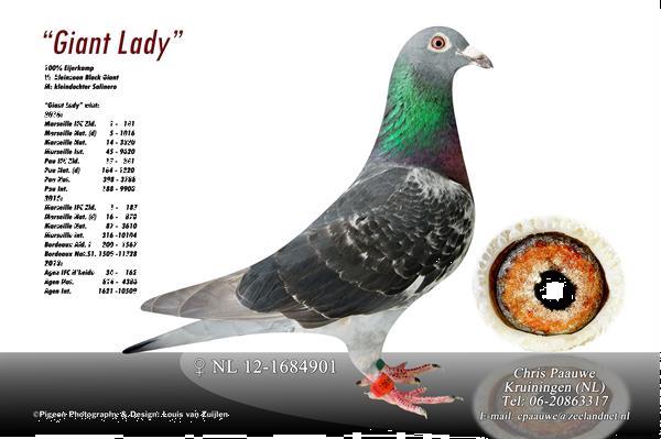 Te Koop Jellema-Beens-Ko van Dommelen Duiven Kopen | Duiven